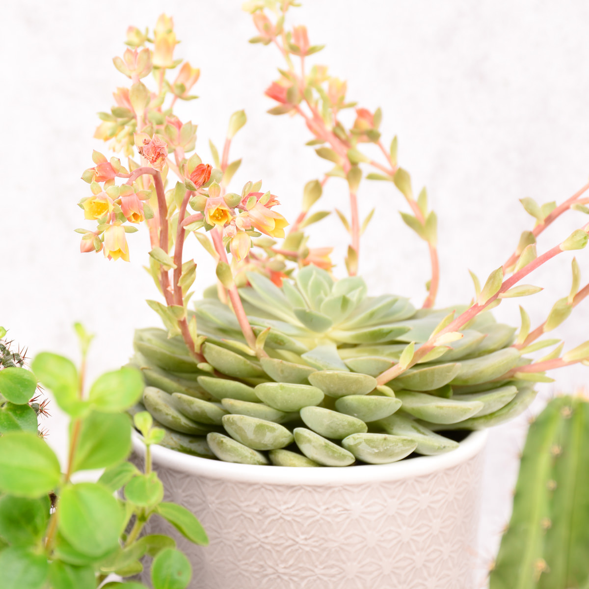 Portret vetplant : alles over de verzorging van je vetplanten