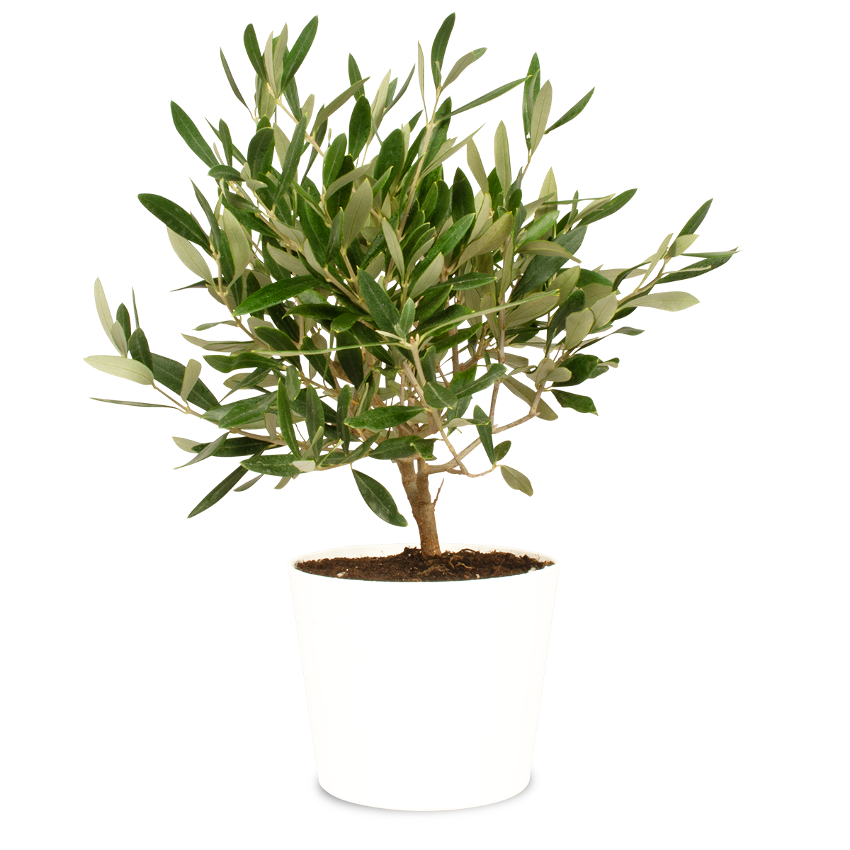 Plant Profile Olive: Alles over planten en verzorging