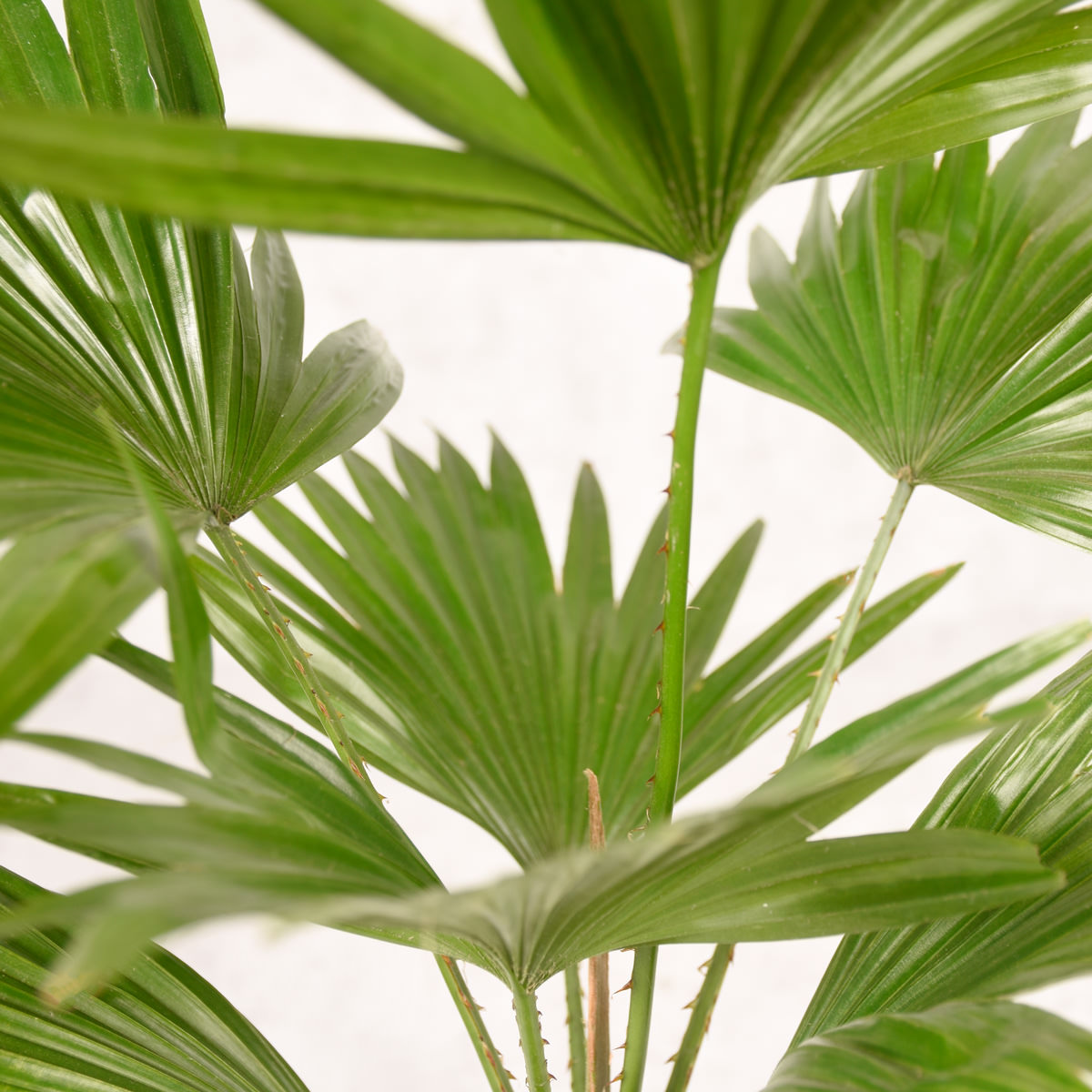 Plantenportret Livistona : alles over de verzorging van je Livistona