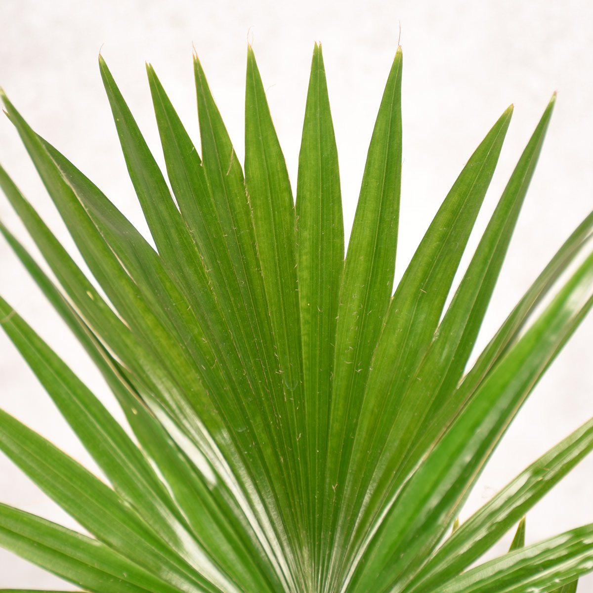 Plantenportret Livistona : alles over de verzorging van je Livistona