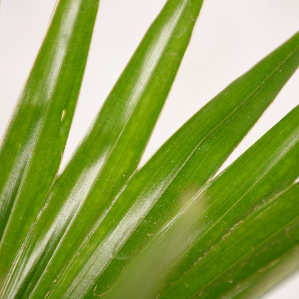 Plantenportret Livistona : alles over de verzorging van je Livistona