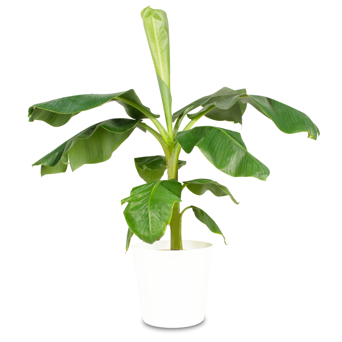 Plantenportret bananenplant : alles over de aanplanting en verzorging
