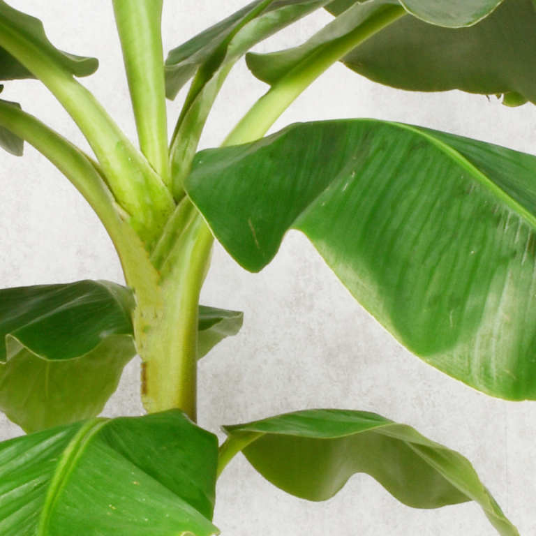 Plantenportret bananenplant : alles over de aanplanting en verzorging