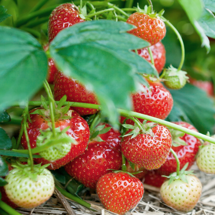 Plantenportret aardbei : alles over de aanplanting en de verzorging