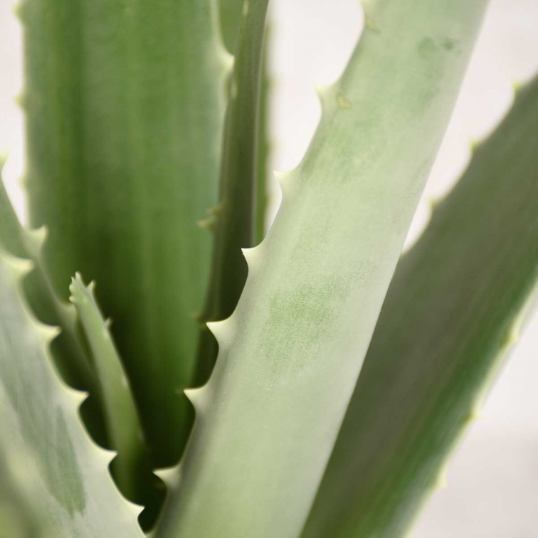 Plantenportret Aloë Vera : alles over de aanplanting en de verzorging