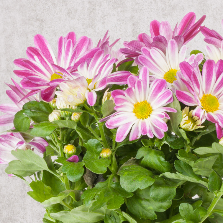 Plantenportret chrysant : alles over de aanplanting en verzorging