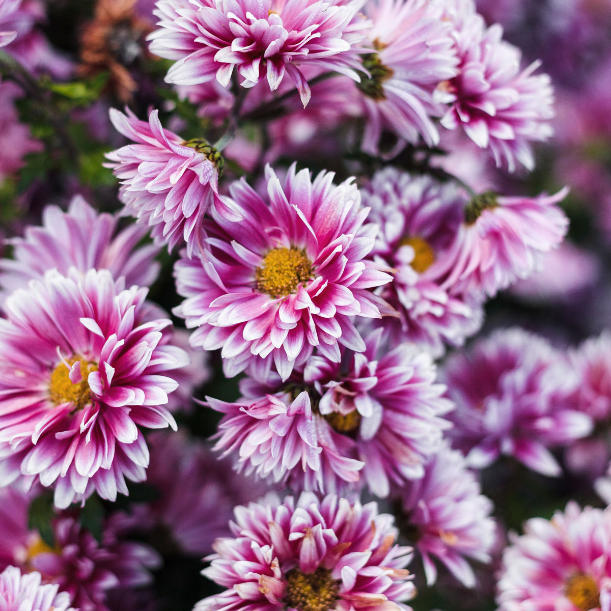 Plantenportret chrysant : alles over de aanplanting en verzorging