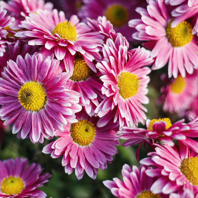 Plantenportret chrysant : alles over de aanplanting en verzorging