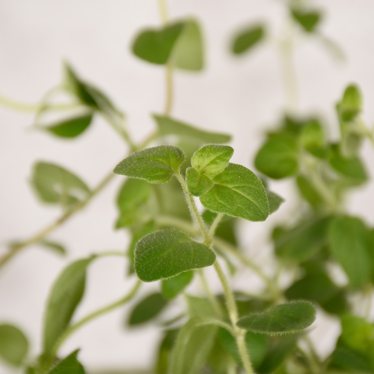 Plantenportret oregano : alles over de aanplanting en verzorging