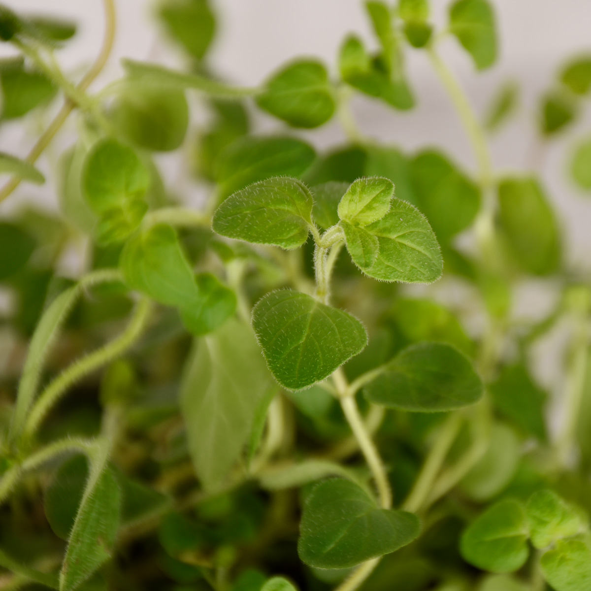 Plantenportret oregano : alles over de aanplanting en verzorging