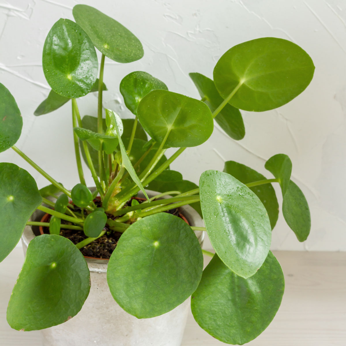 Plantenportret Pilea : alles over de aanplanting en verzorging