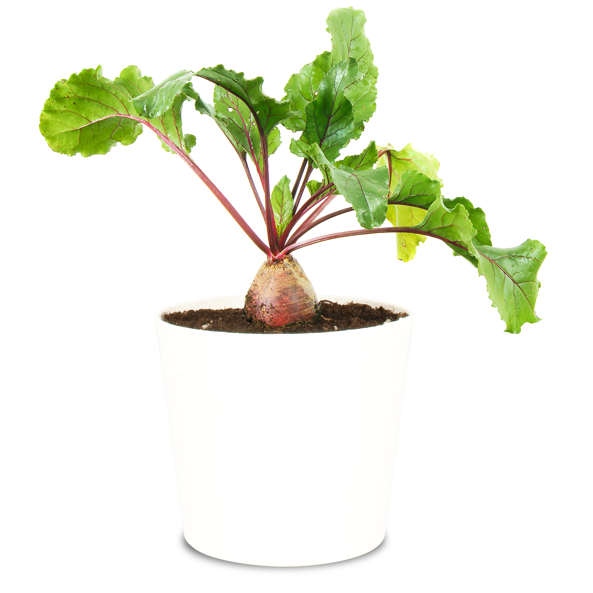 Plantenportret rode biet : alles over het zaaien en oogsten