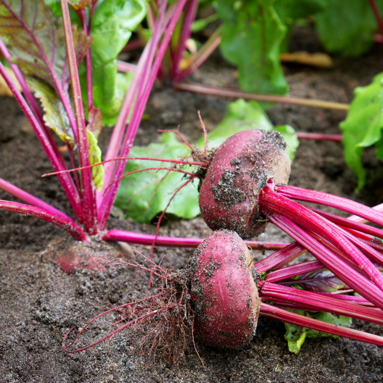 Plantenportret rode biet : alles over het zaaien en oogsten