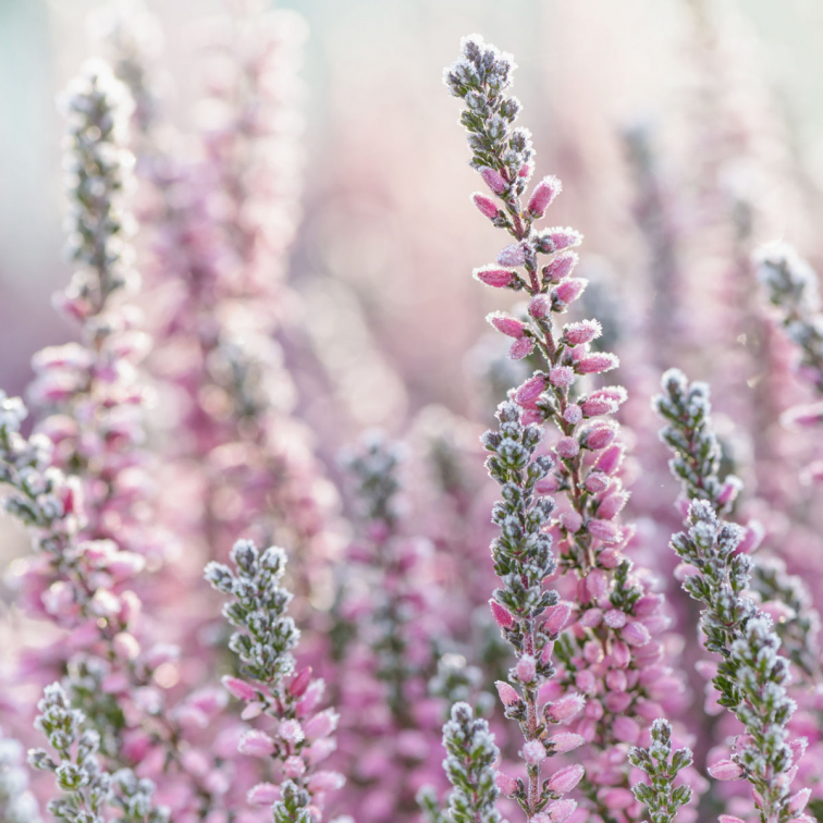 Plantenportret winterheide : alles over de aanplanting en verzorging