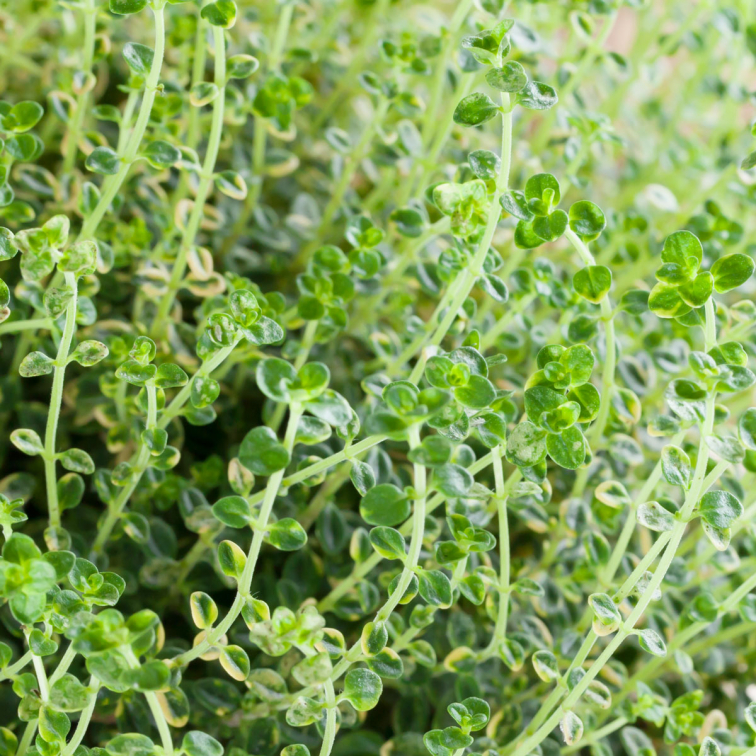 Plantenportret tijm : alles over de aanplanting en de verzorging