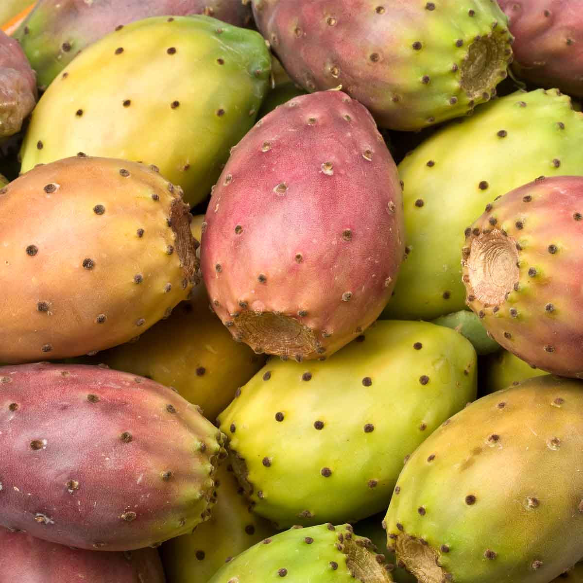 Cactusvijg : boordevol smaak en rijk aan vitamines