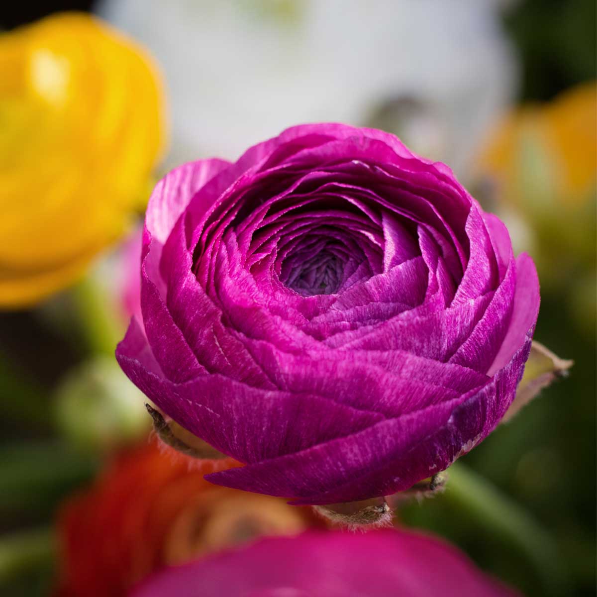 Ranonkel » undergreen.nl