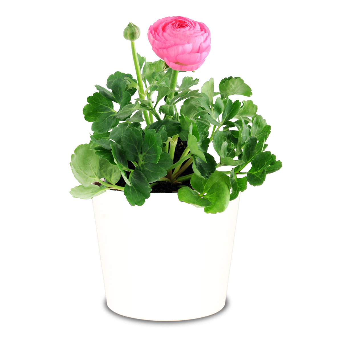 Ranonkel » undergreen.nl