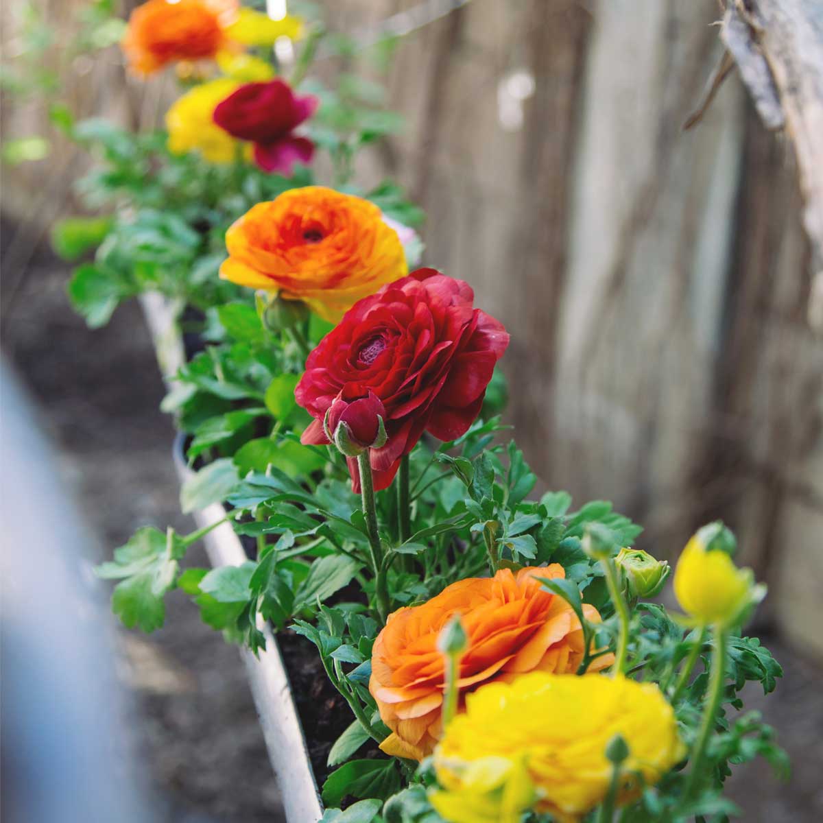 Ranonkel » undergreen.nl